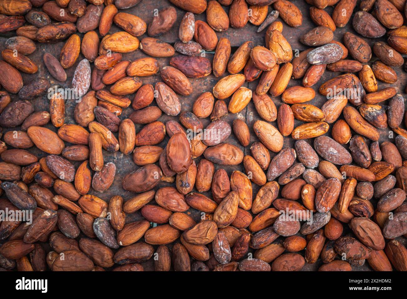 Cocoa beans in a plantation in Costa Rica Stock Photo - Alamy