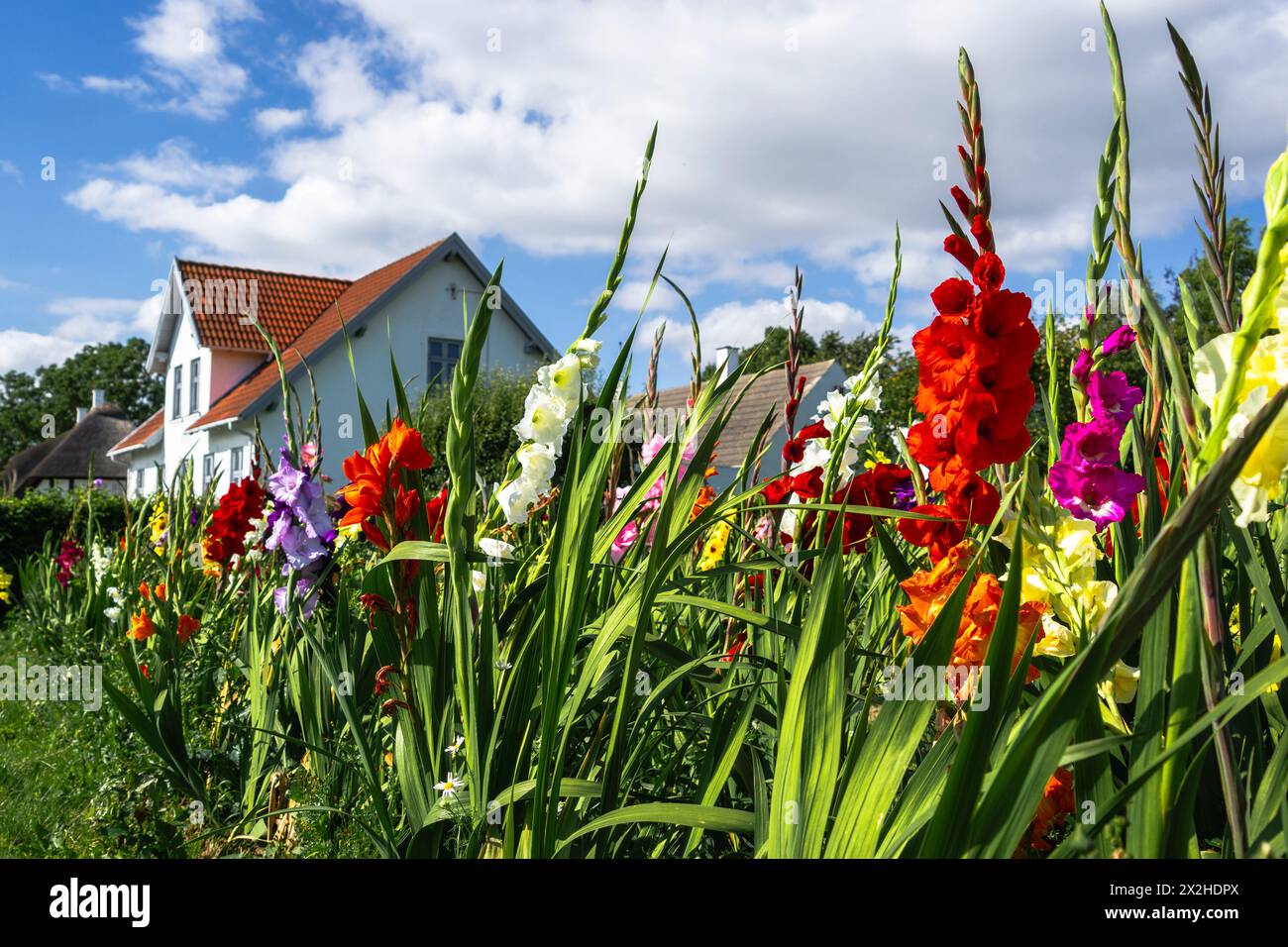 Denmark flowers hi-res stock photography and images - Alamy
