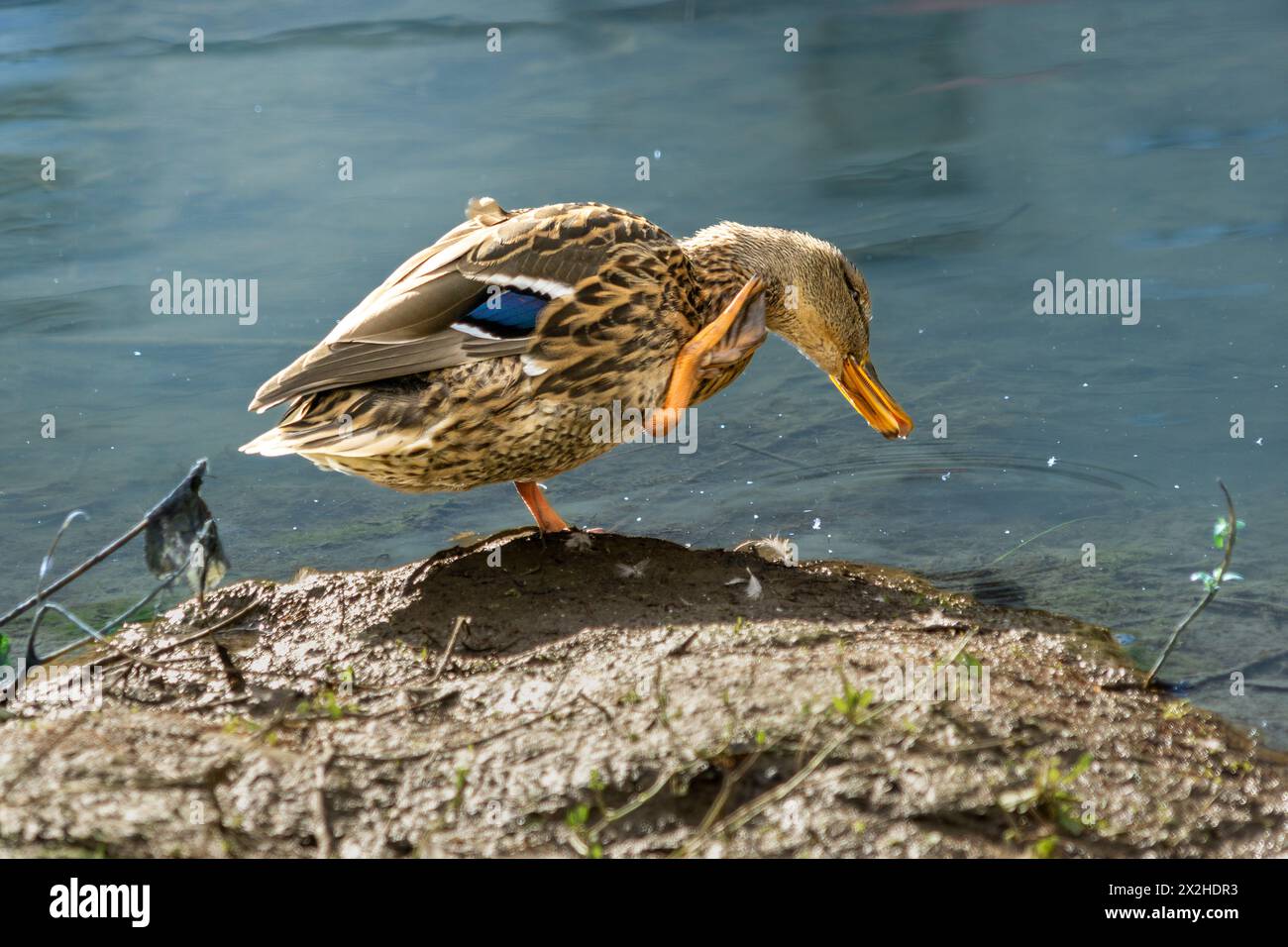 duck scratching by a pond in Luxembourg Stock Photo - Alamy