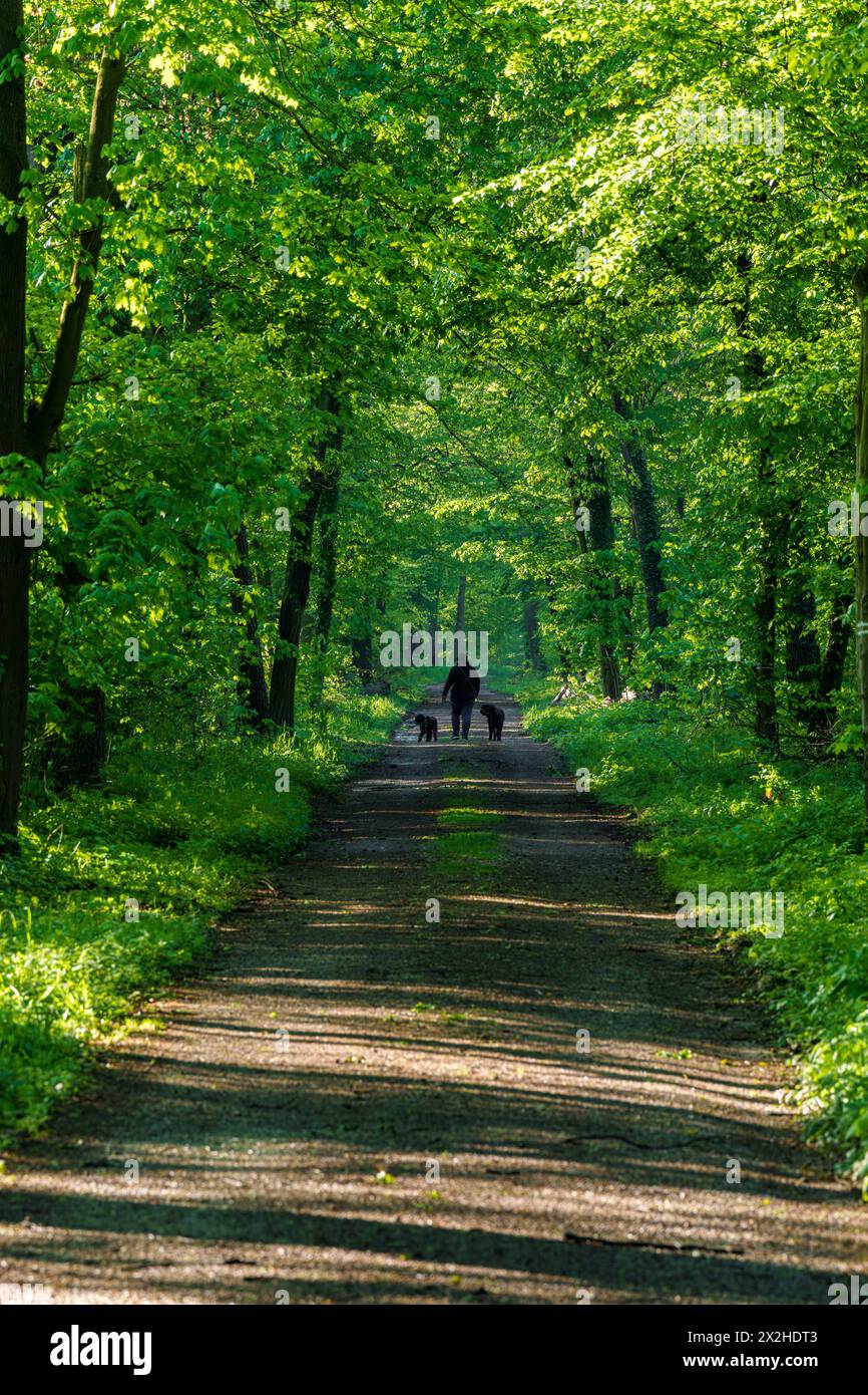 A man and his two dogs stroll along a treelined path in the natural ...