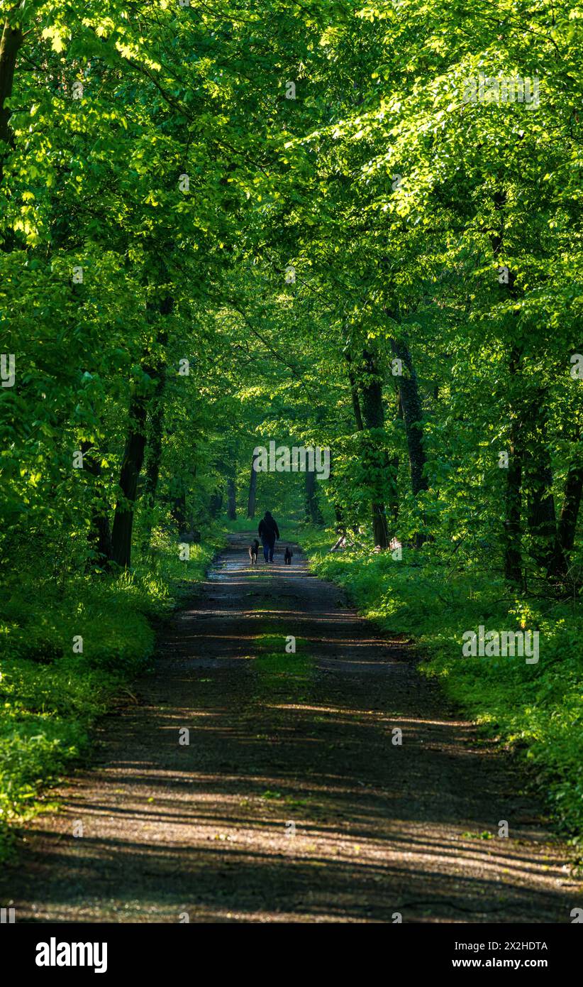 A dirt road cuts through a vibrant plant community in a lush green ...