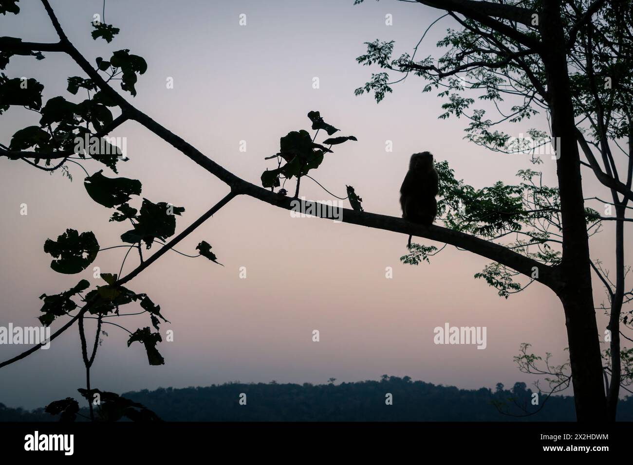 Wildlife photography in thailand hi-res stock photography and images ...