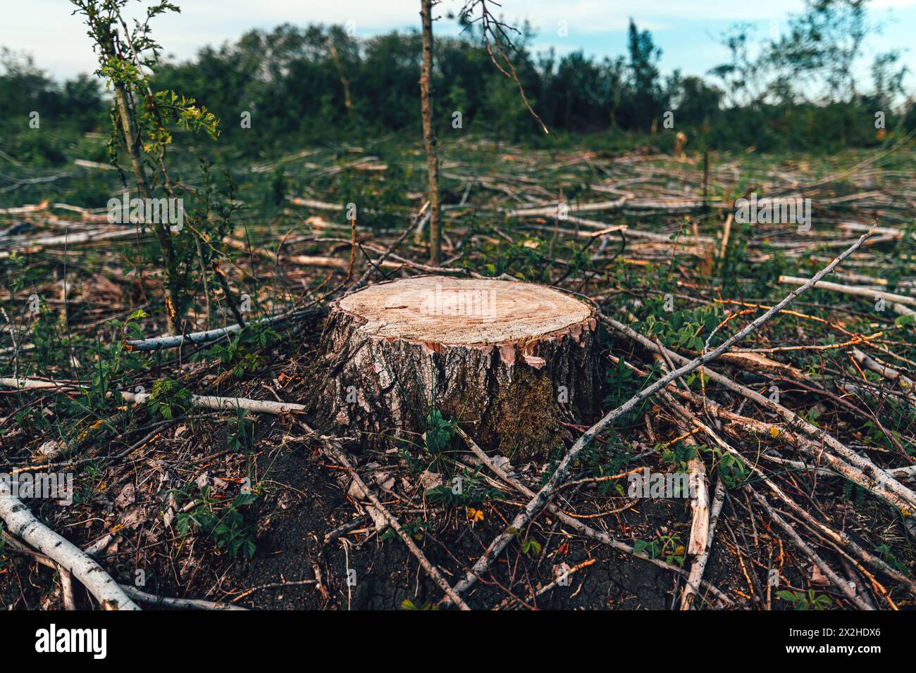 Deforestation site, vast landscape of former forest with tree stumps and branches after cutting ...