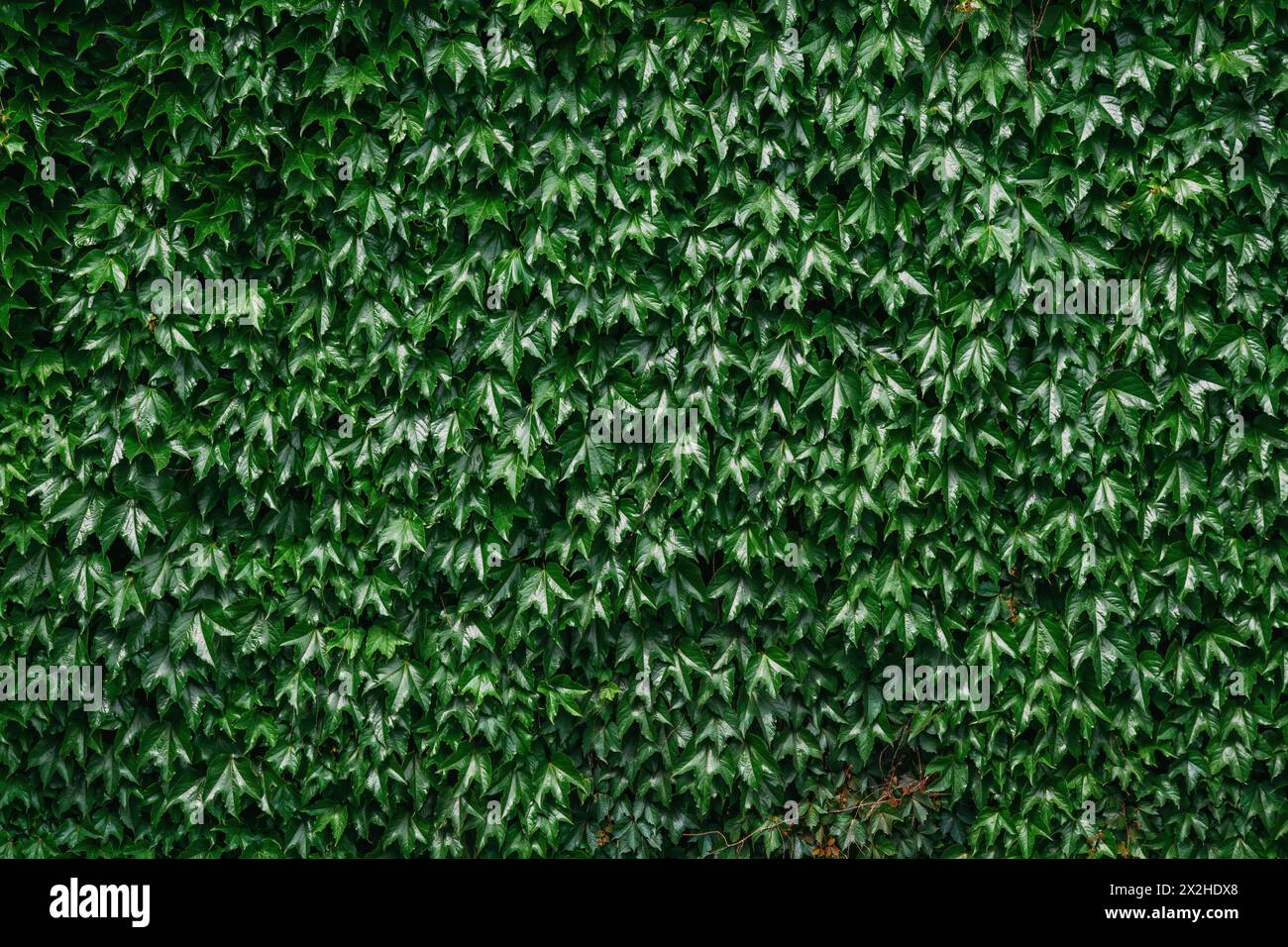 Boston ivy creeping plant growing against the building wall, natural ...