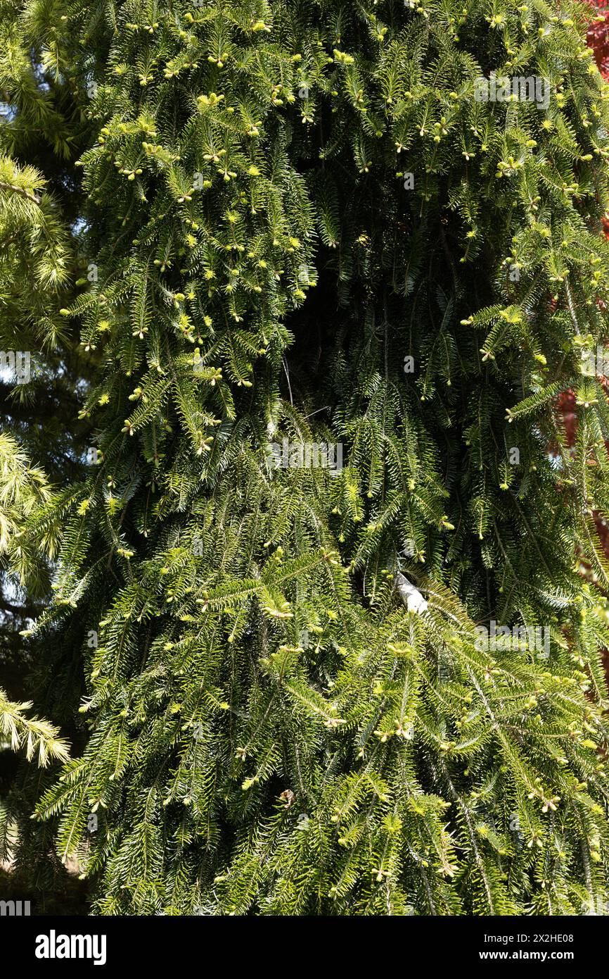 Silver fir tree hi-res stock photography and images - Alamy
