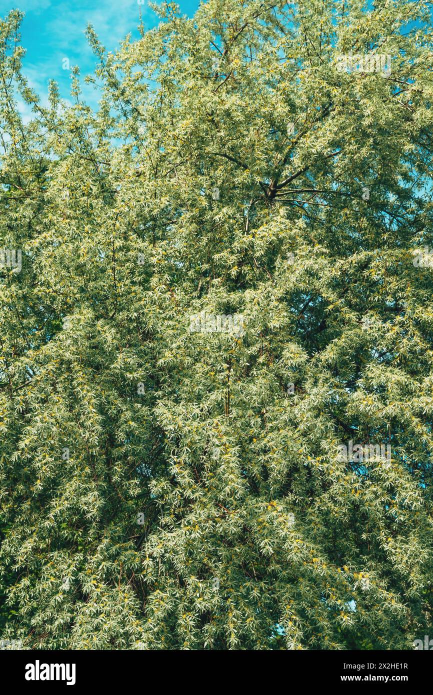 Russian olive tree hi-res stock photography and images - Alamy