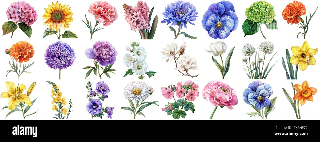 Watercolor flower set isolated background. Various floral collection of ...