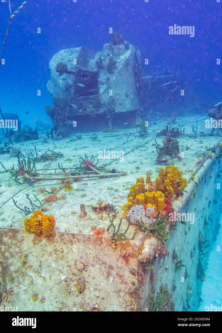 Sponges and coral attached to the deck of the formerly Russian ...