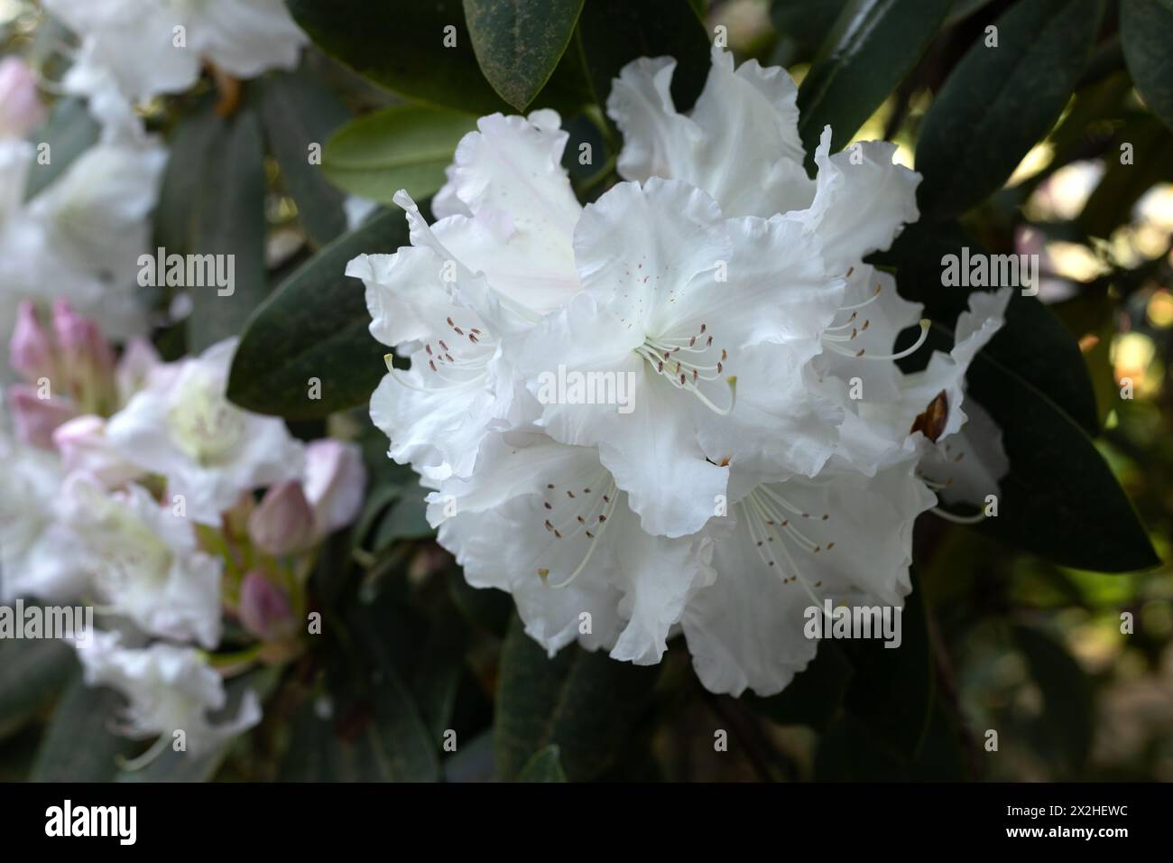 Loders hi-res stock photography and images - Alamy