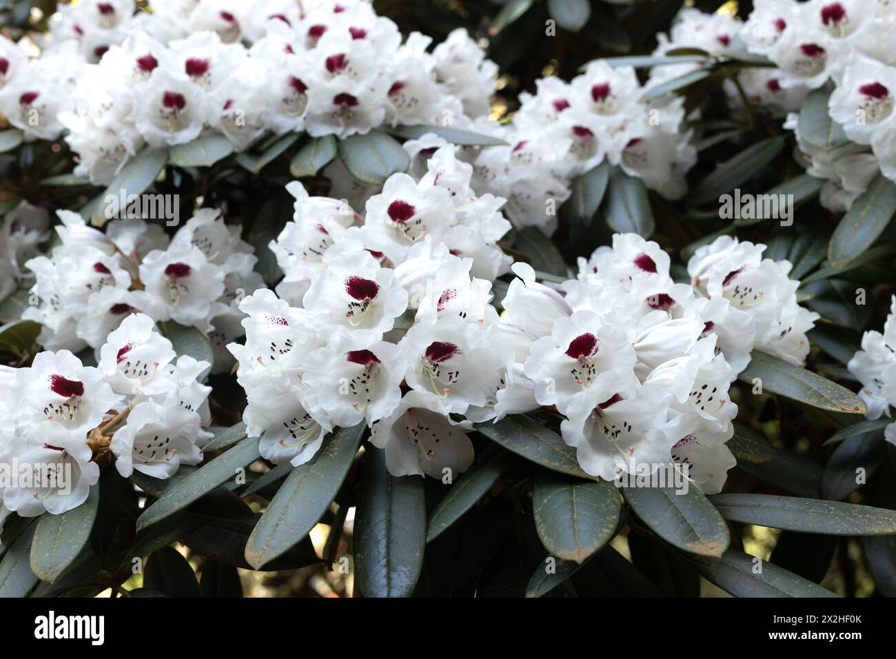 Rhododendron yakushimanum 'Koichiro Wada' x Geraldii natural hybrid ...
