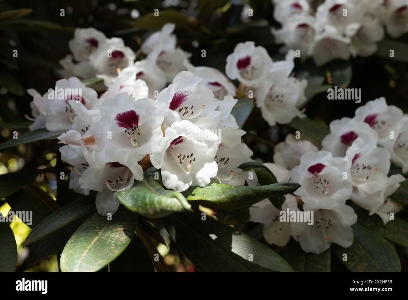 Rhododendron yakushimanum 'Koichiro Wada' x Geraldii natural hybrid ...