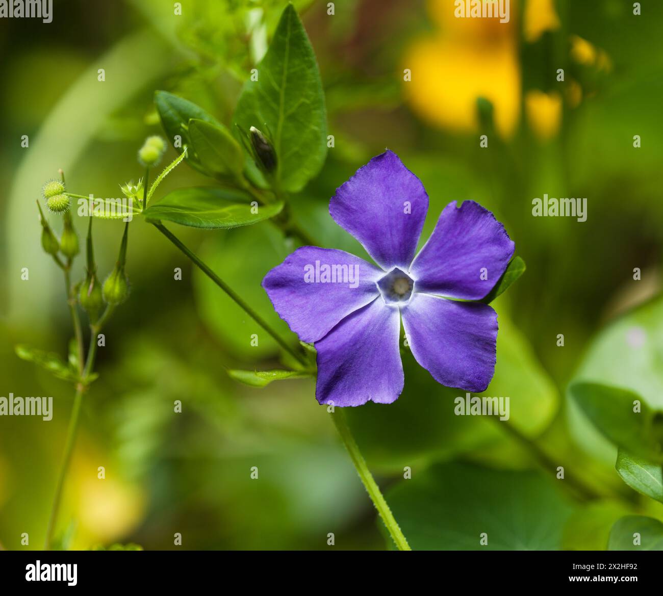 Flora of Gran Canaria - Vinca major, bigleaf periwinkle, introduced ...