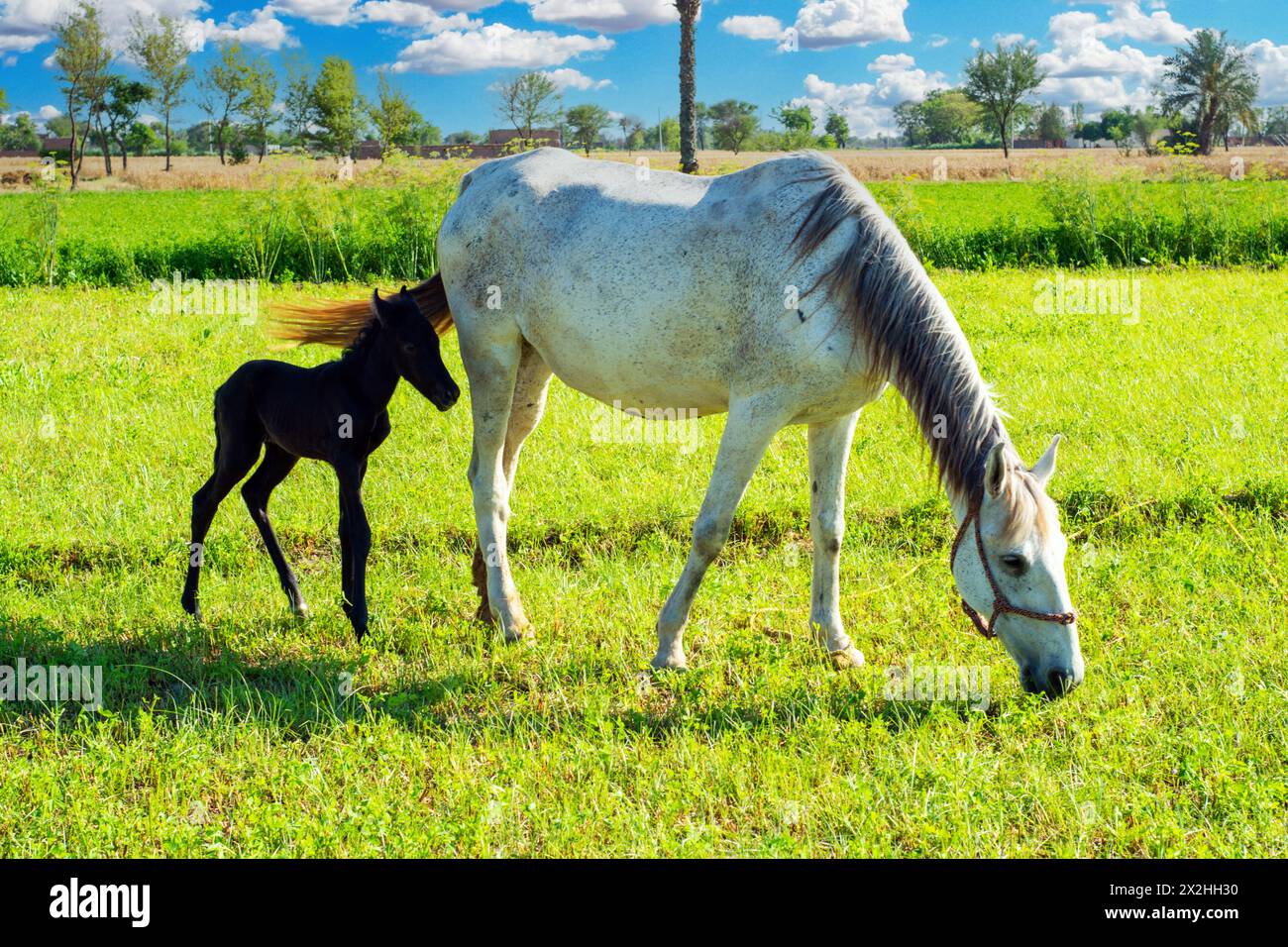 Mare foal in ranch hi-res stock photography and images - Alamy