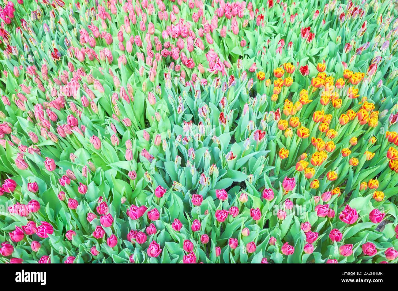 Wallpaper field hi-res stock photography and images - Alamy