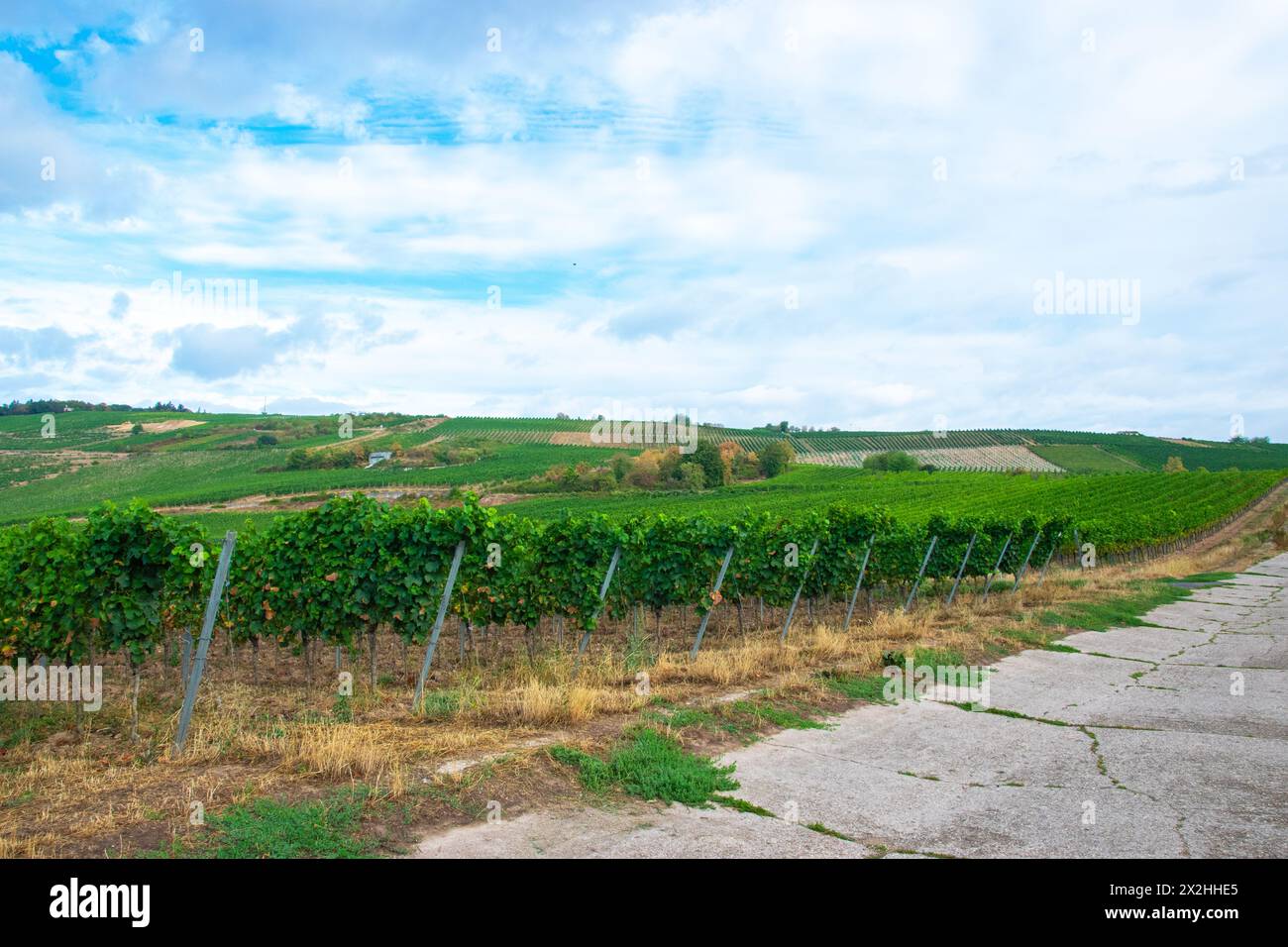 Landscape of vineyard with much empty grapes trees and green gras with ...