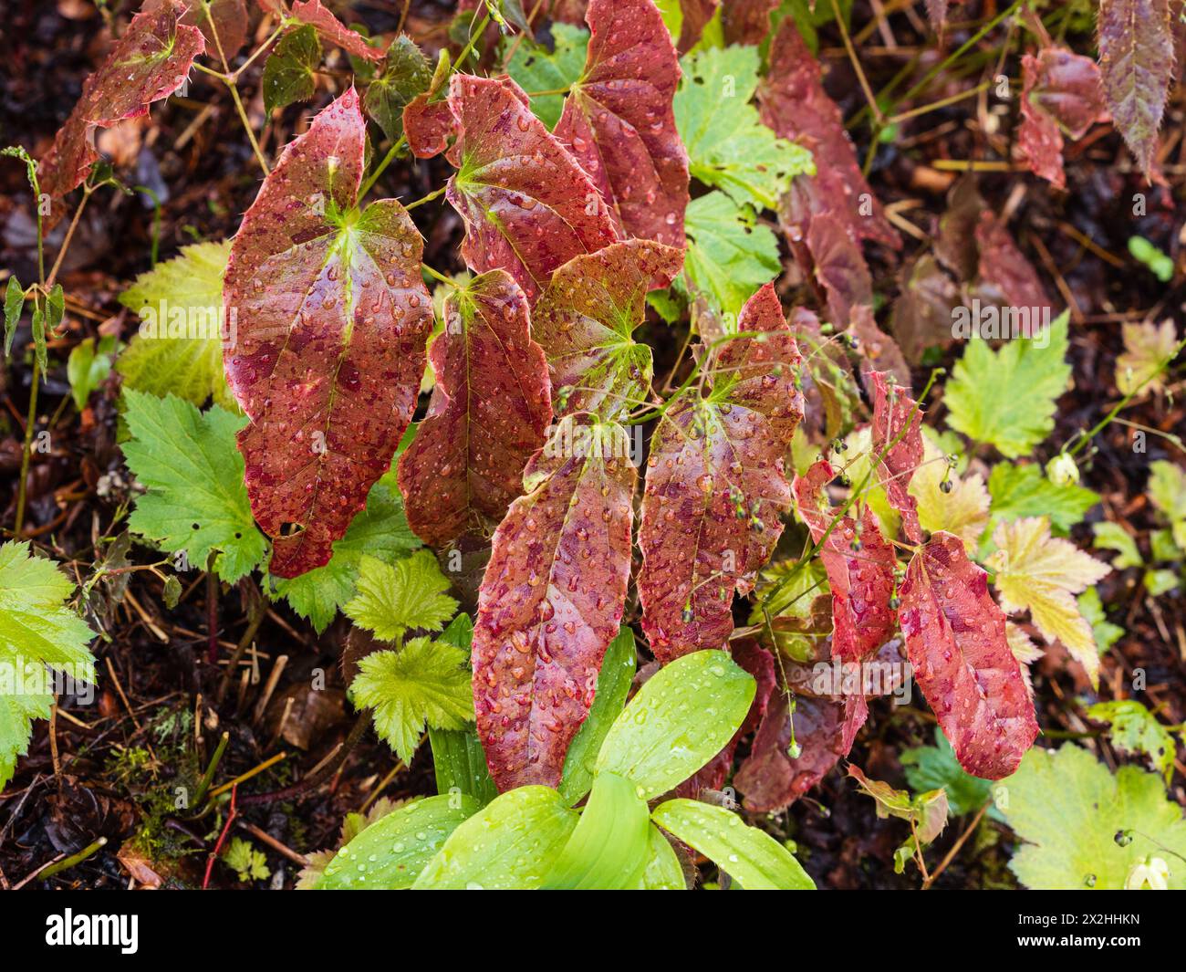 Red, shield shaped spriing foliage of the hardy ground cover perennial ...