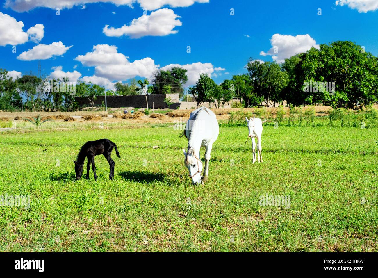 A mare with her foals grazing in the field Stock Photo - Alamy