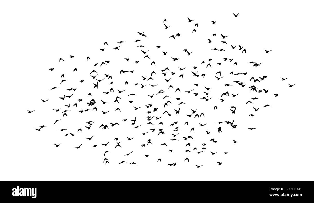 Flying birds silhouette flock. Not AI, Free birds abstraction . Vector ...