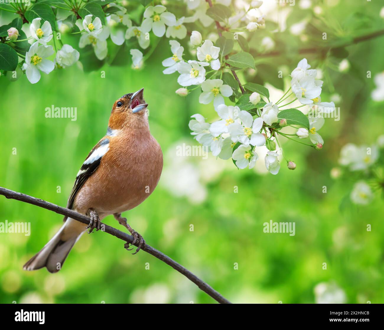 a beautiful bright bird, a male finch sits on a flowering branch in a ...