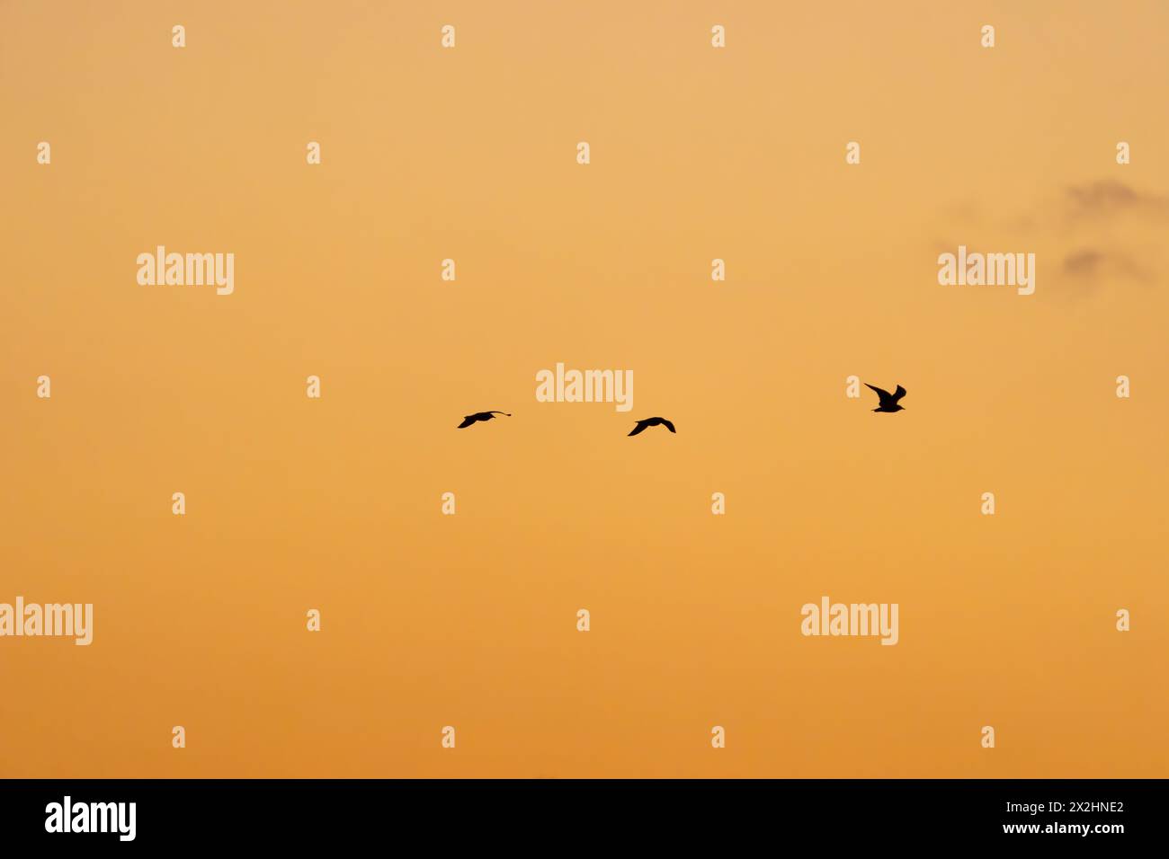 Three seagulls in silhouette and distant against golden sky background ...