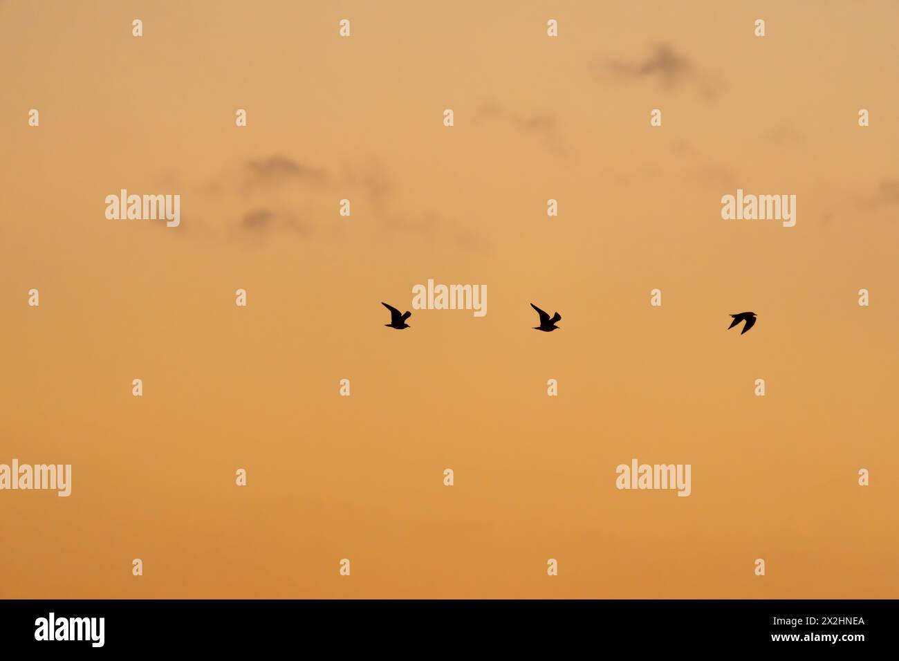 Three seagulls in silhouette and distant against golden sky background ...