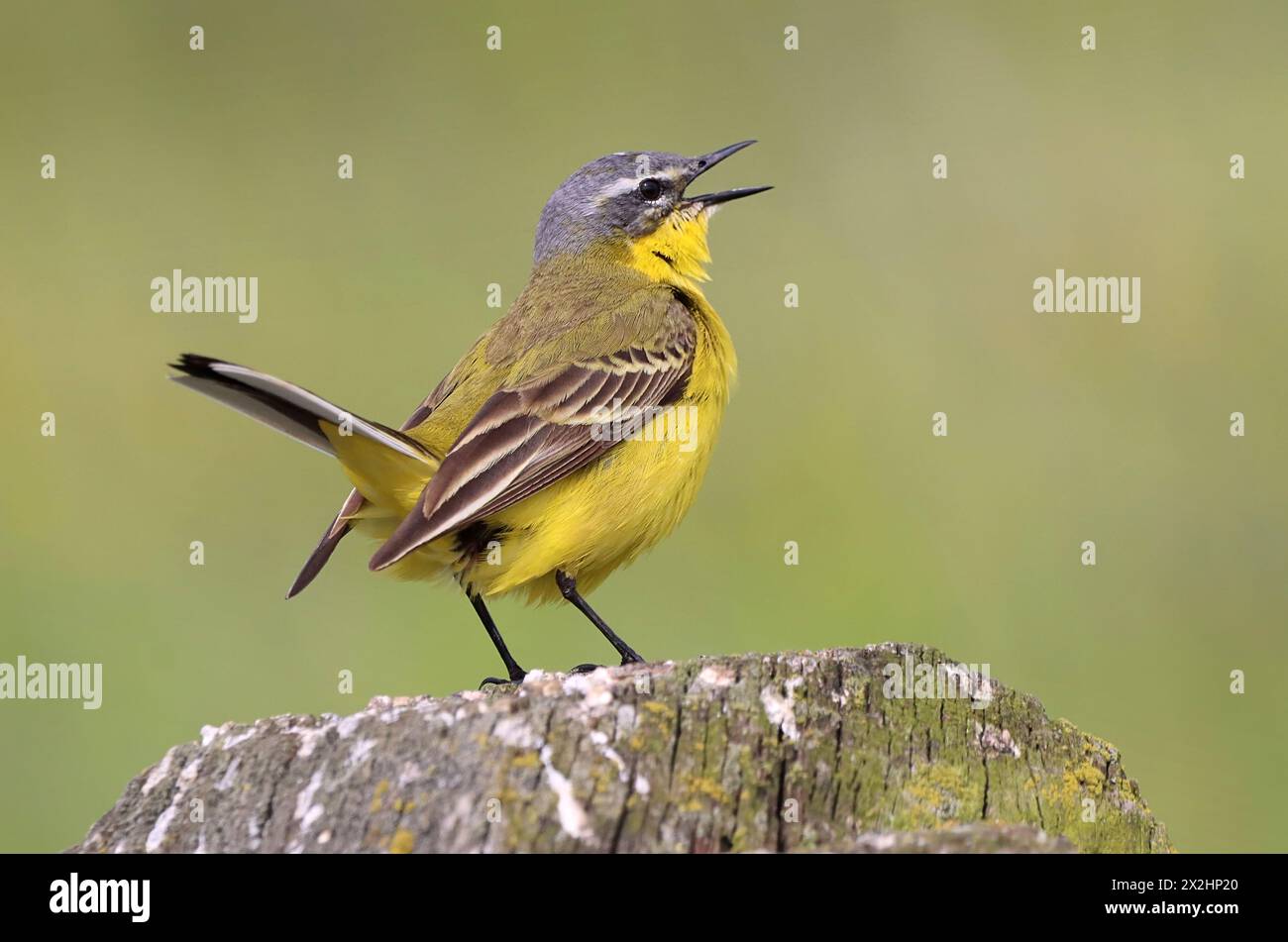 Singing Male western Yellow Wagtail (Motacilla flava) in spring Stock ...