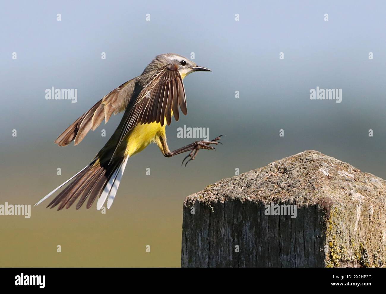 Male western Yellow Wagtail (Motacilla flava) in flight, landing Stock ...