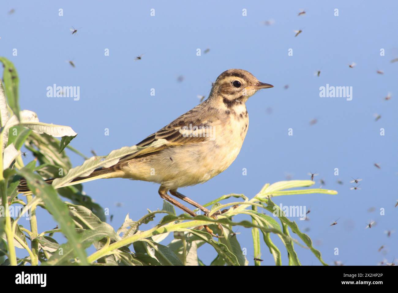 Juvenile western Yellow Wagtail (Motacilla flava Stock Photo - Alamy