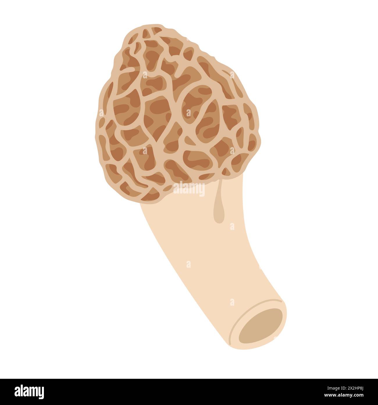 Morel mushrooms. Hand drawn trendy flat style, family of edible ...