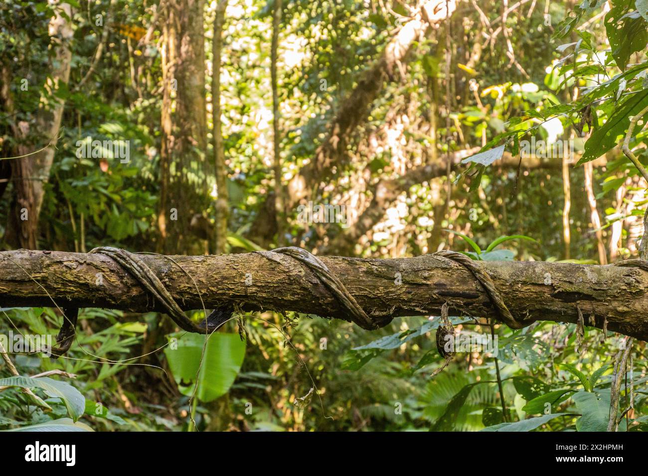 Tree branch in a forest, Laos Stock Photo - Alamy