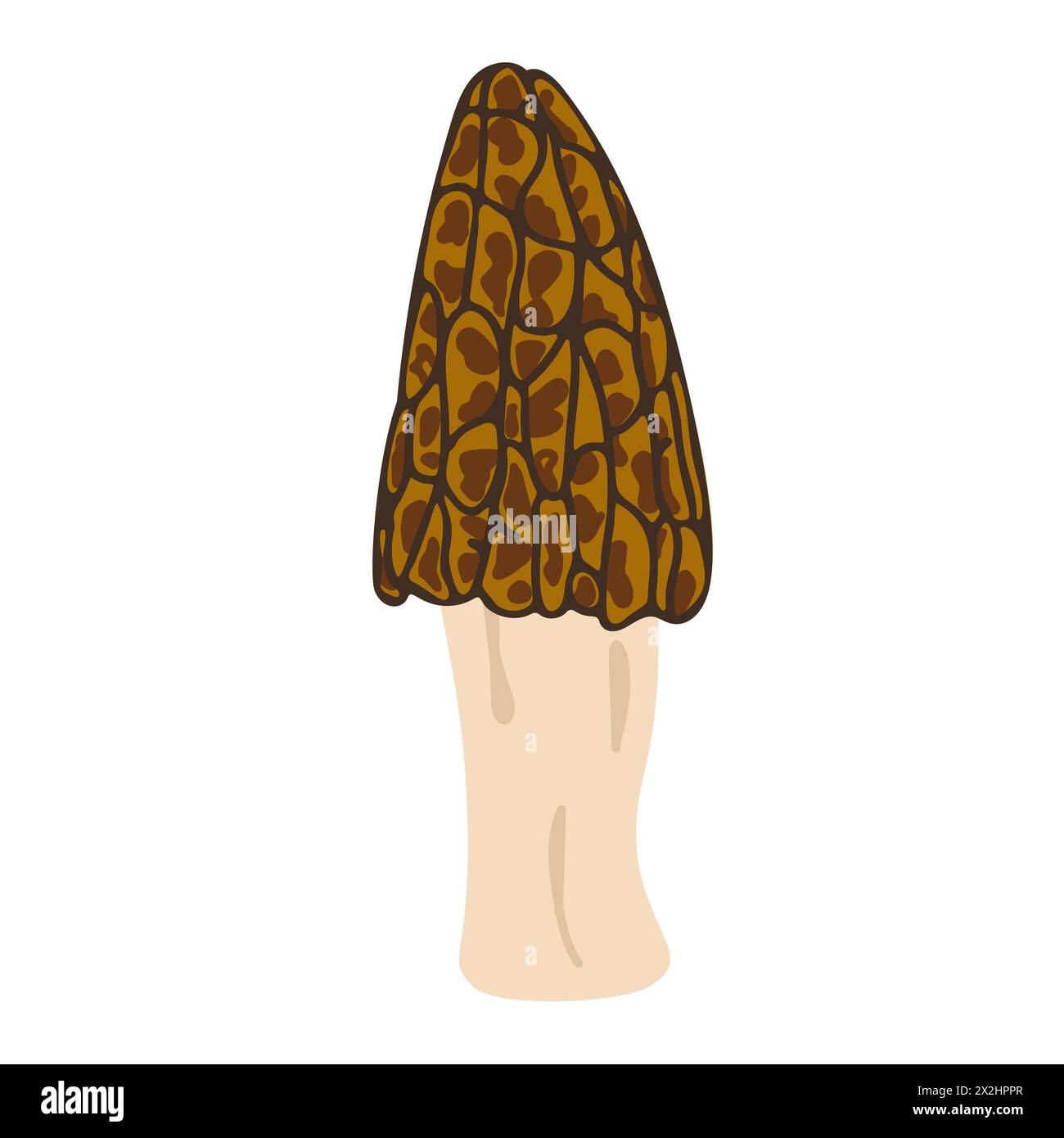 Morel mushrooms. Hand drawn trendy flat style, family of edible ...