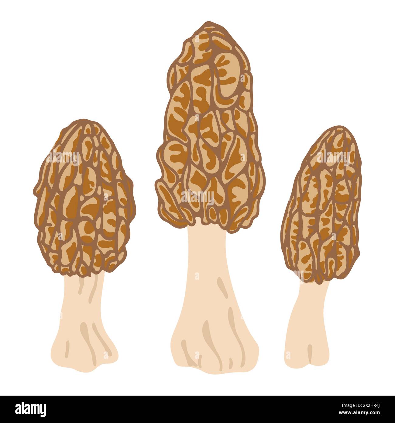Morel mushrooms. Hand drawn trendy flat style, family of edible ...