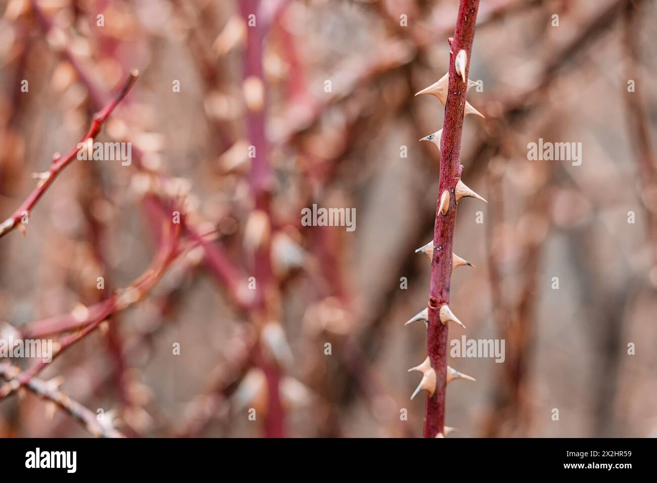 Delicate yet dangerous, the thorn bush's sharp needles add texture to ...