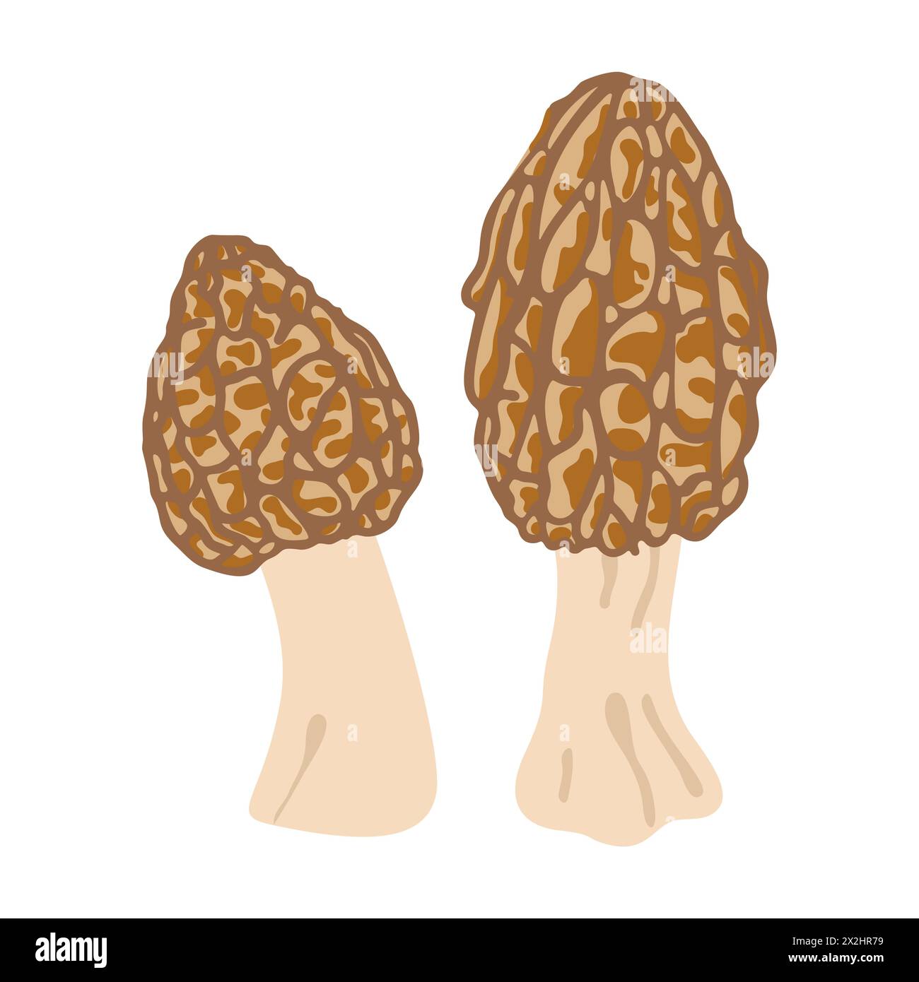 Morel mushrooms. Hand drawn trendy flat style, family of edible ...