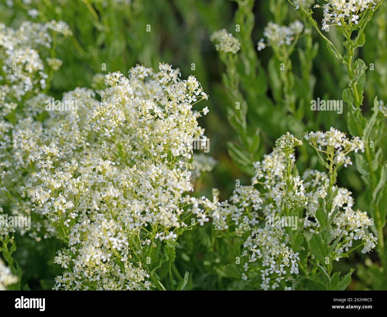 Flowering arrow cress, Lepidium draba, in spring Stock Photo - Alamy