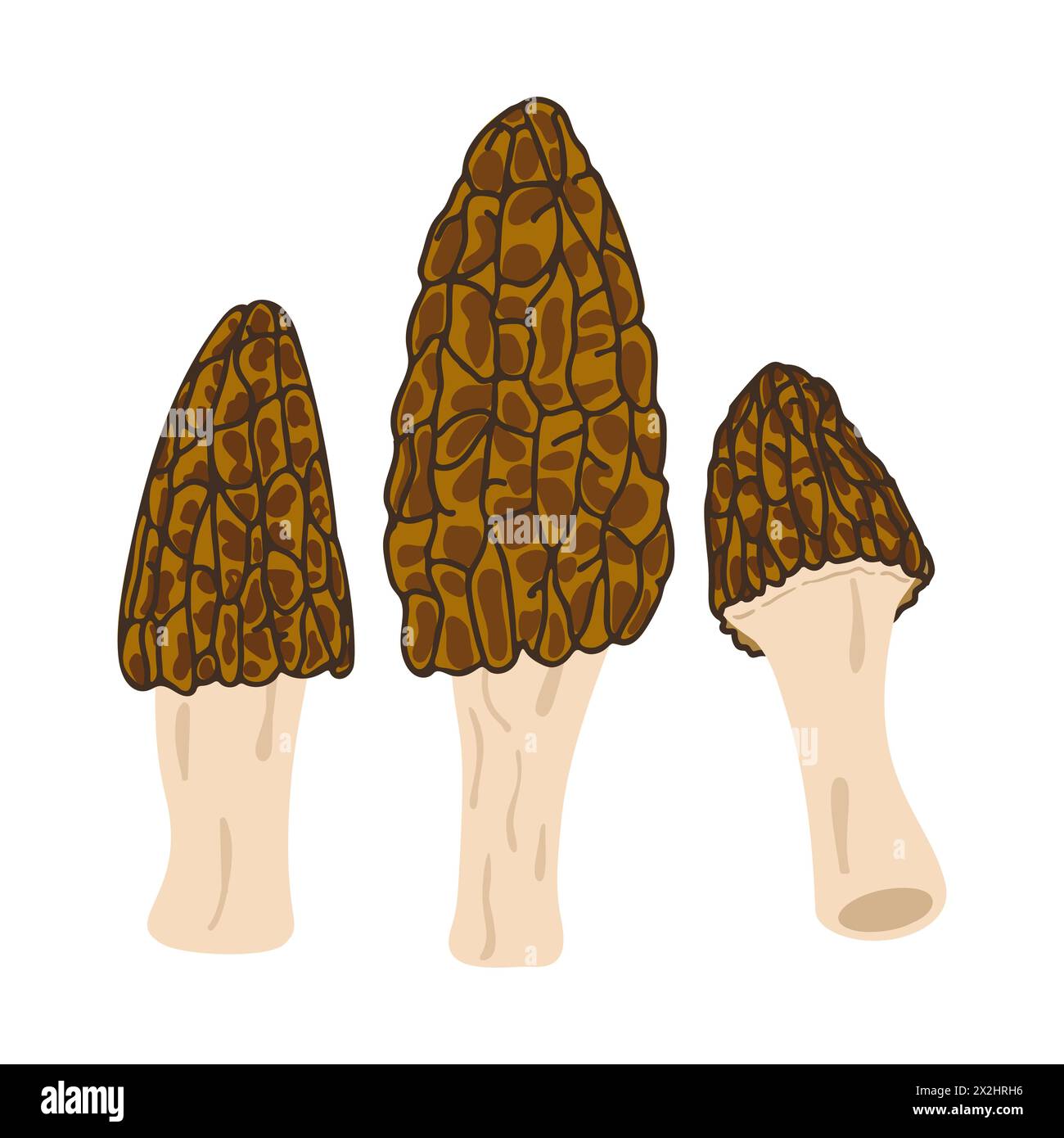Morel mushrooms. Hand drawn trendy flat style, family of edible ...
