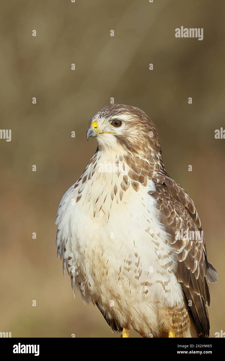 Steppe buzzard (buteo buteo), light-coloured variant, light morph, side ...