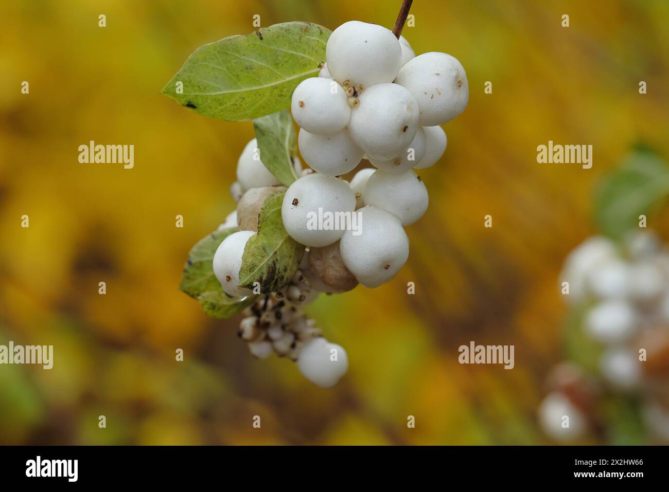 Common snowberry (Symphoricarpos albus) branch with some white fruits ...