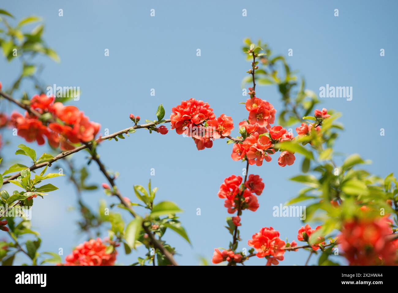 Branch with bright red flowers, spring mood, japanese quince ...