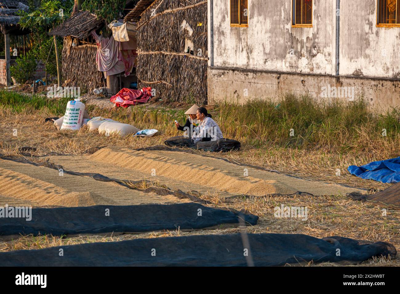 Viet Nam, Mekong River Delta, Women working in the rice fields Stock ...