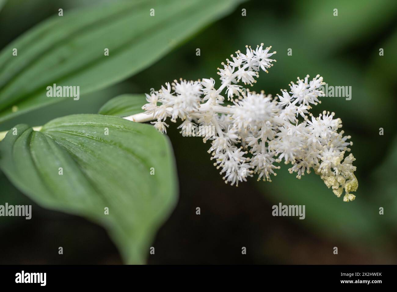 Smilacina racemosa hi-res stock photography and images - Alamy