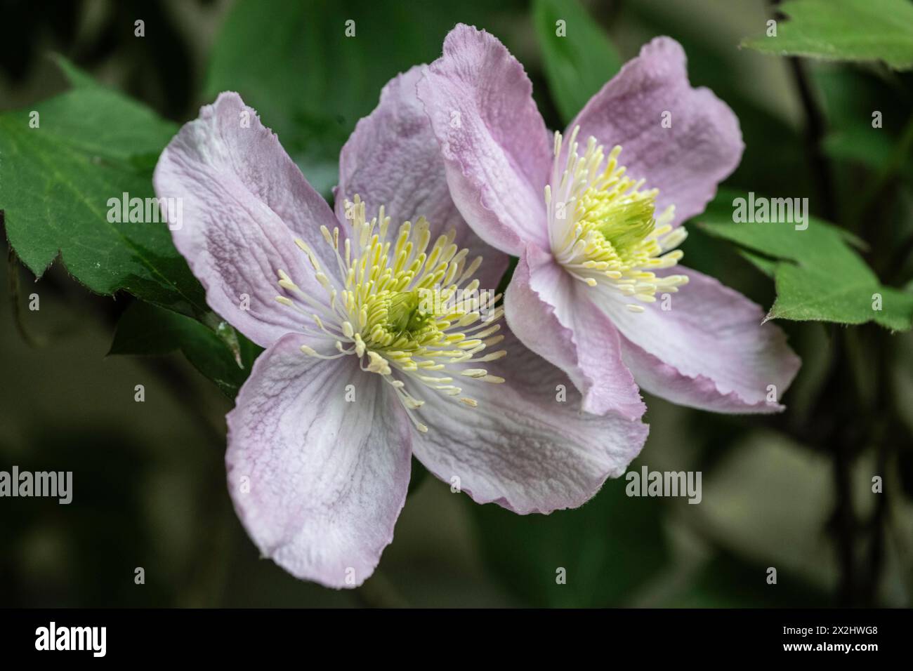 Mountain clematis (clematis montana (Clematis montana Tetrarose ...