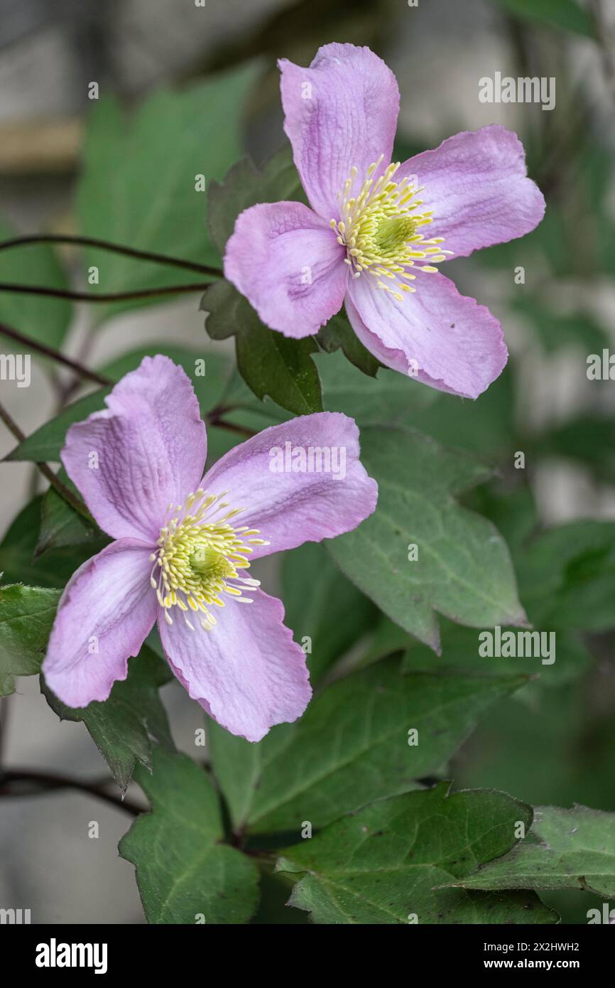 Mountain clematis (clematis montana (Clematis montana Tetrarose ...