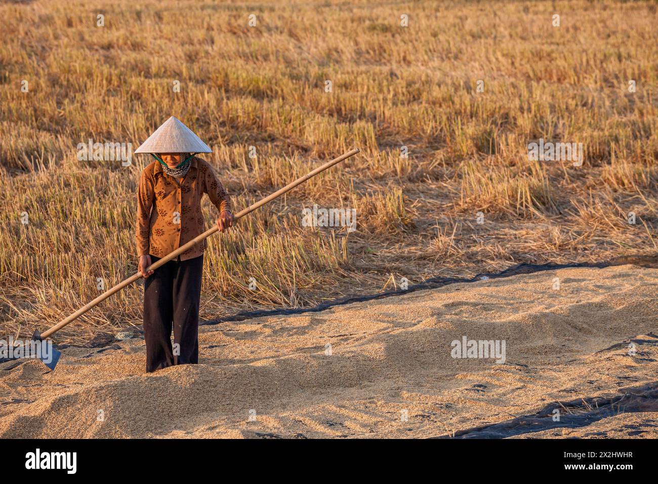 Viet Nam, Mekong River Delta, Women working in the rice fields Stock ...