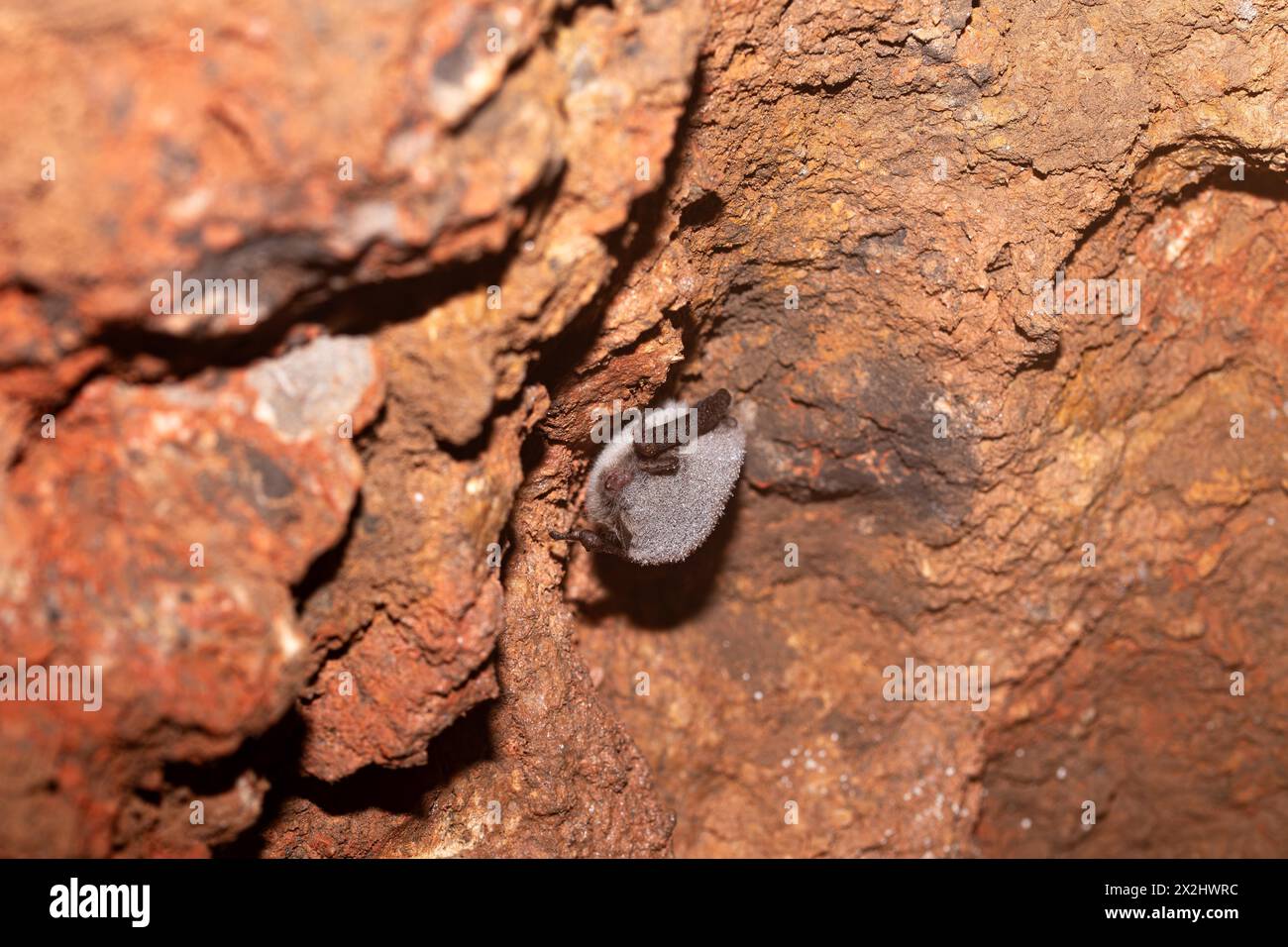 Bearded bat (Myotis spec.), hibernating in a cave, North Rhine ...
