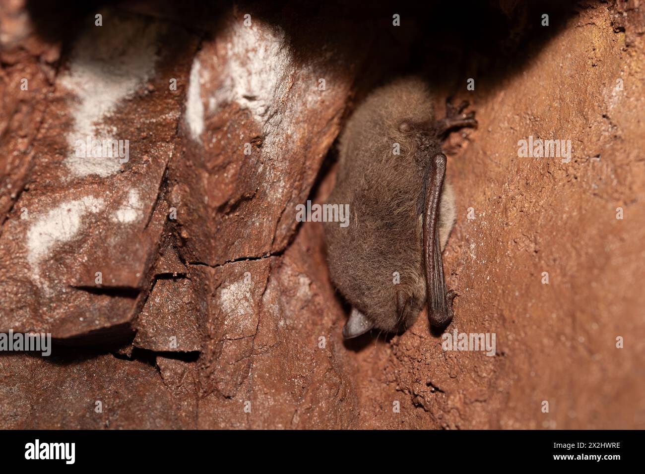 Daubenton's bat (Myotis daubentonii), hibernating in a cave, North ...