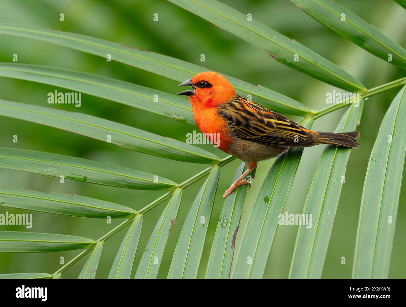 Red fody (Foudia madagascariensis), male, sitting on a palm tree ...
