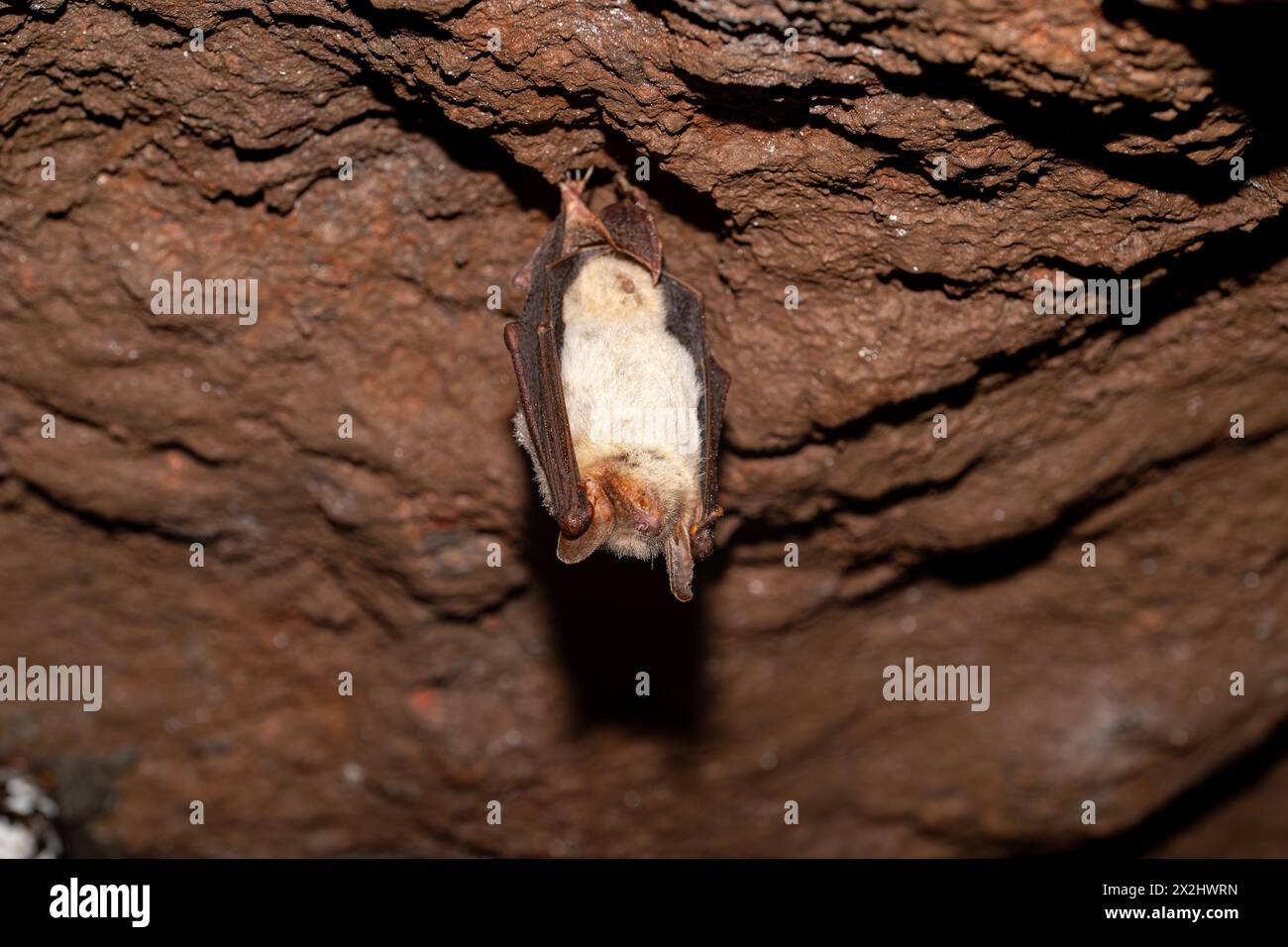 Greater mouse-eared bat (Myotis myotis), hibernating in a cave, North ...