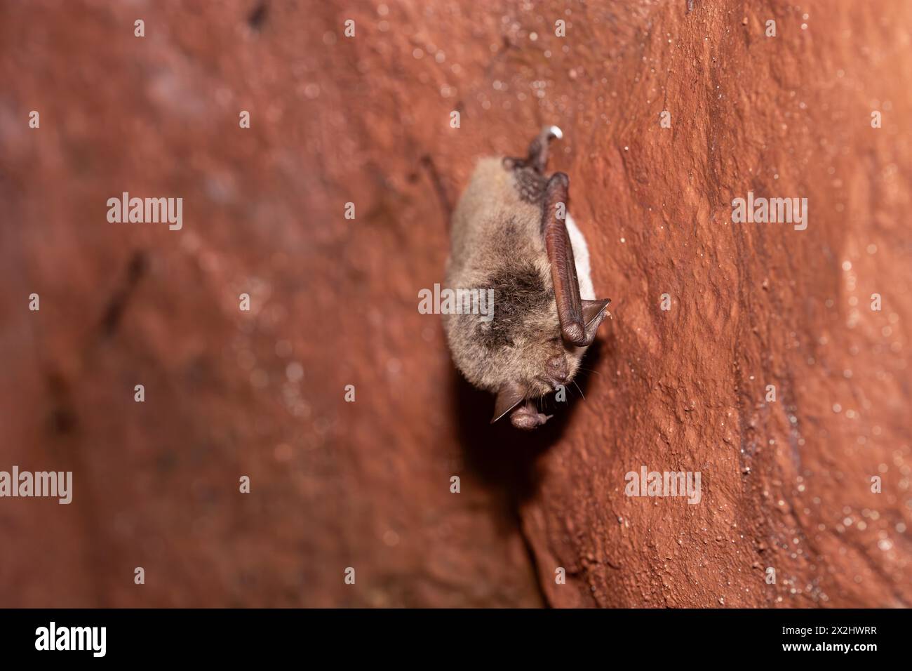 Daubenton's bat (Myotis daubentonii), hibernating in a cave, North ...