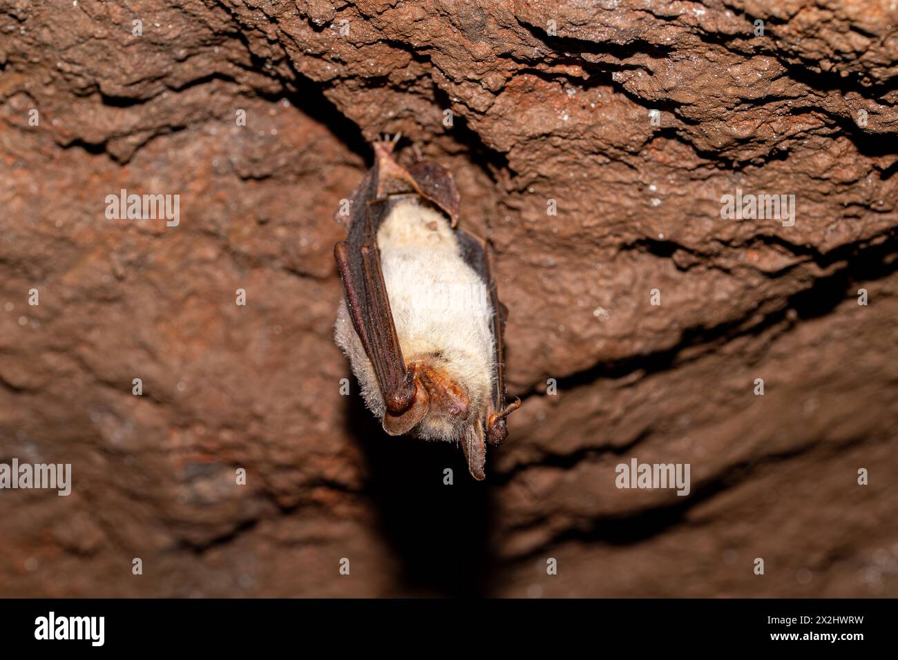 Greater mouse-eared bat (Myotis myotis), hibernating in a cave, North ...